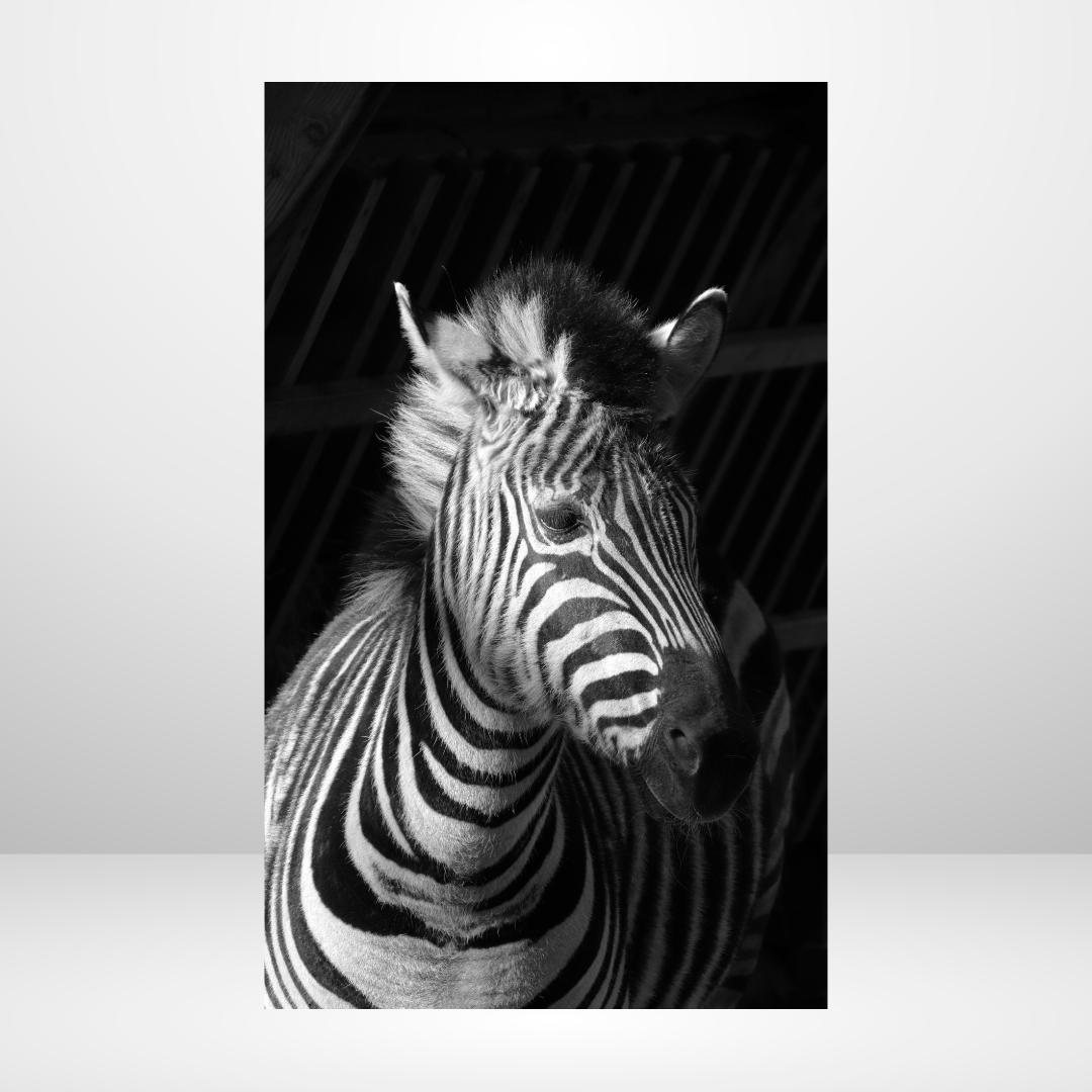 Zebra Portrait Dashboard – Barebones Collectives by Chloe